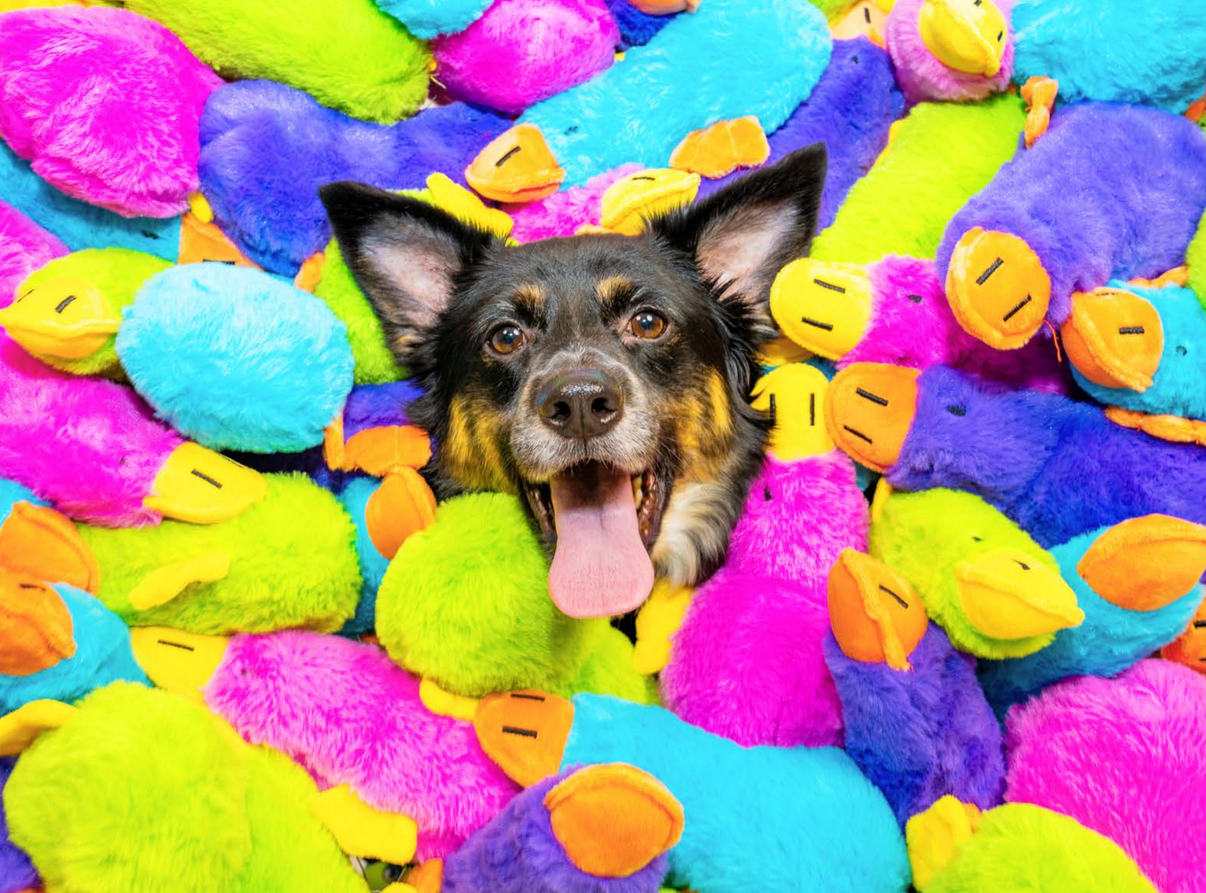 Good Boi Calendar 2025-2026 (HAND SIGNED) – GoodBoi